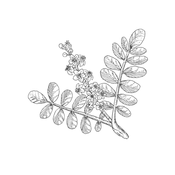 Frankincense - TAP
